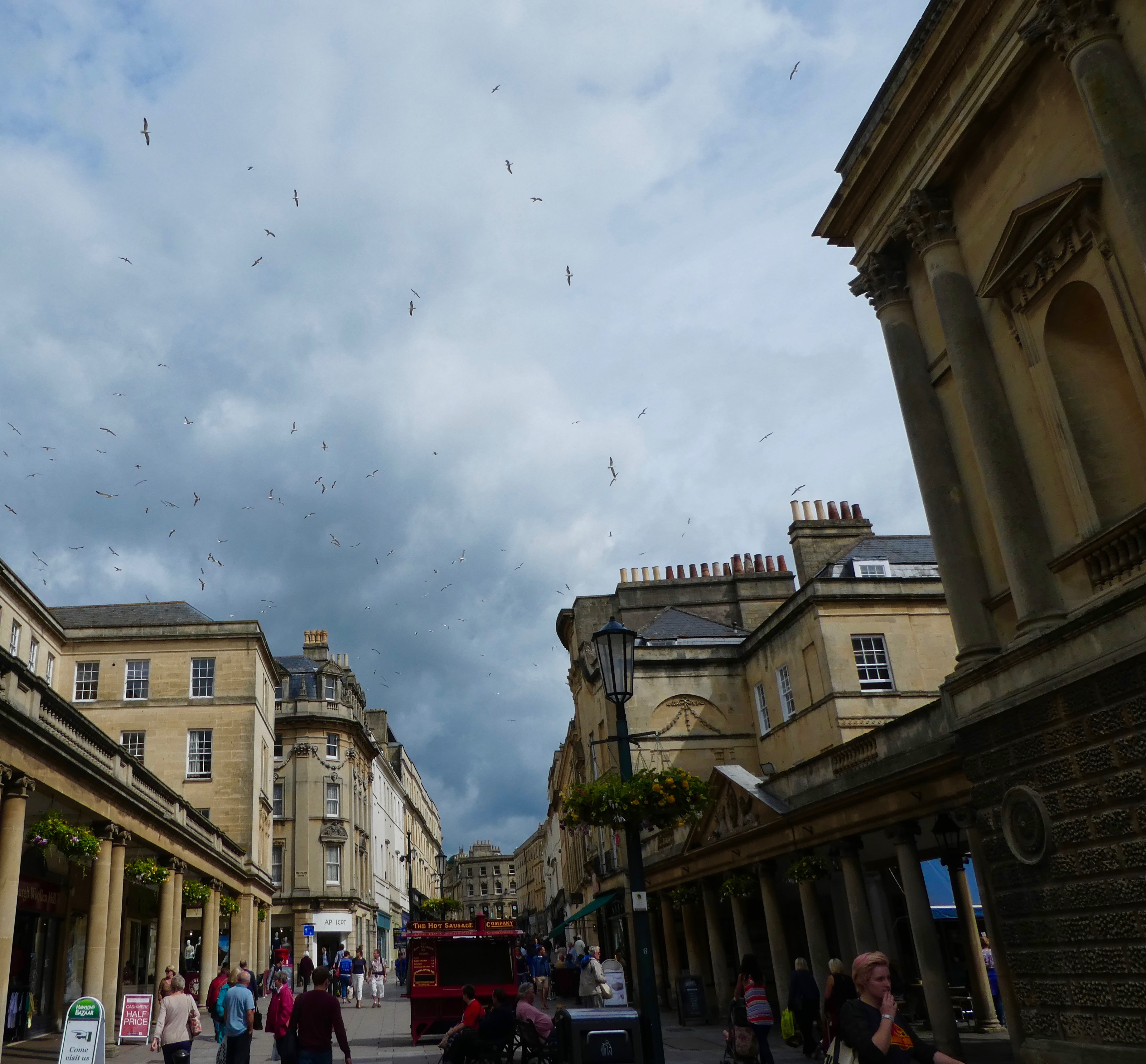Council gives support to University’s gull research project – BATH NEWSEUM